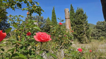 Las rosas rojas de los moais del Bages