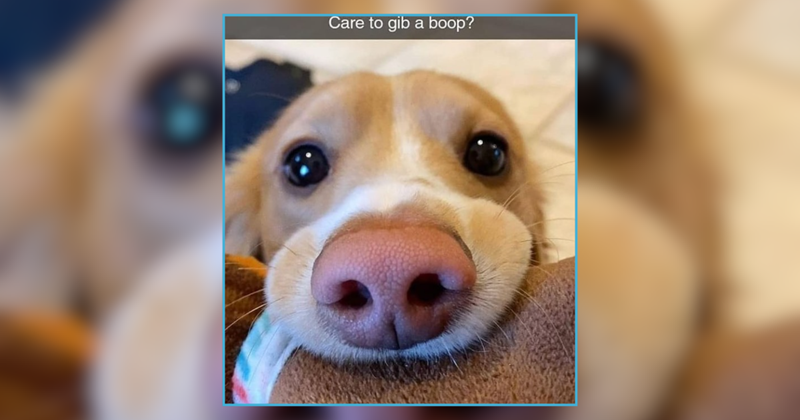 Derpy doggos delivering goofs and gentle woofs