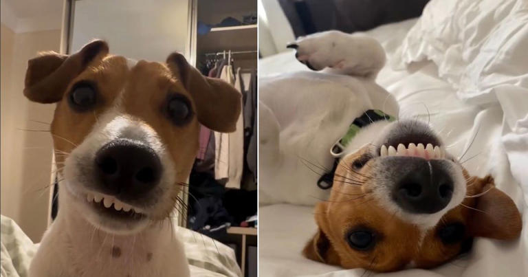 Rescue dog saved from certain fate now lives life he never could have ...