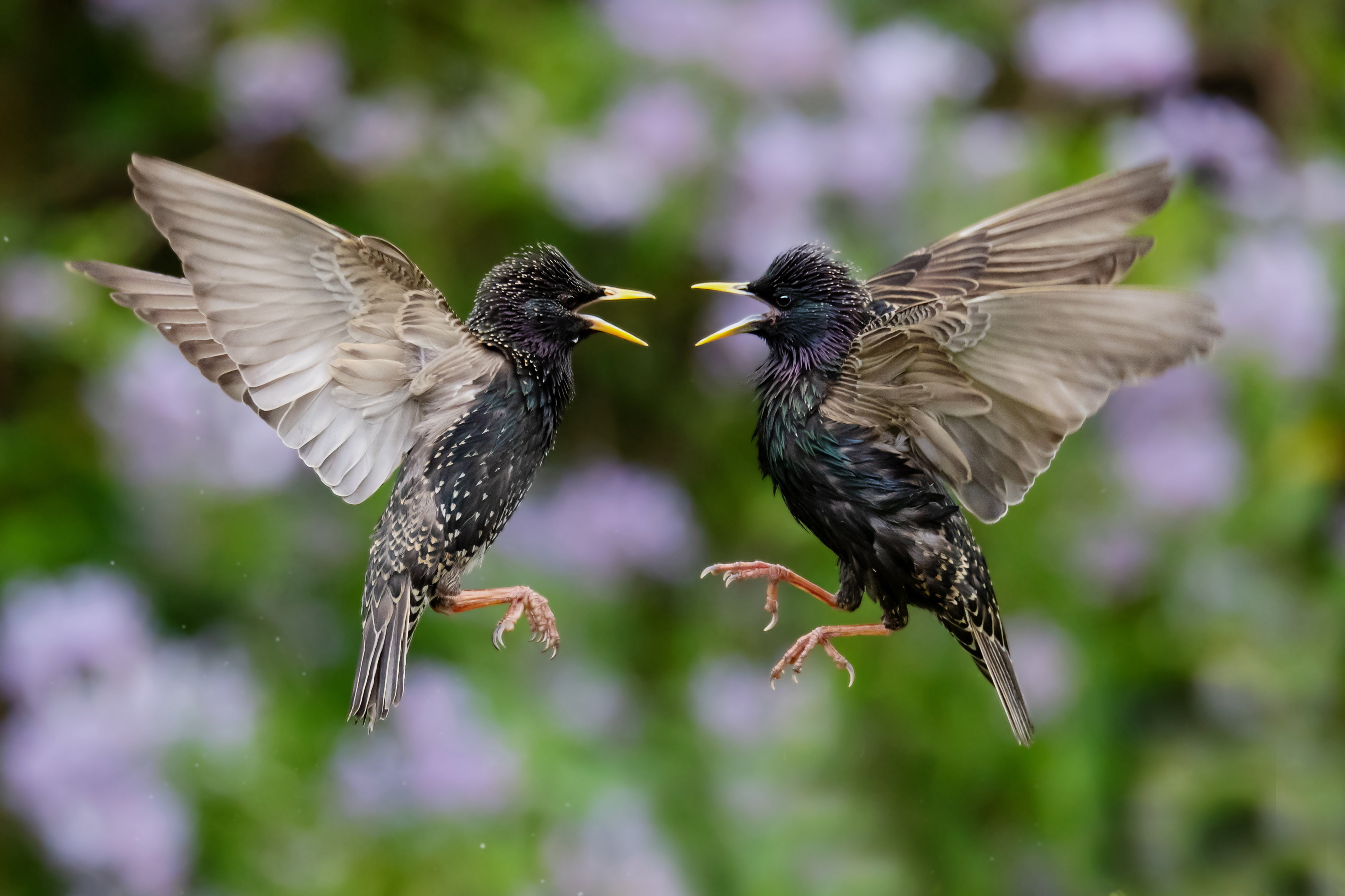 Photographer captures dramatic starling battles in his garden