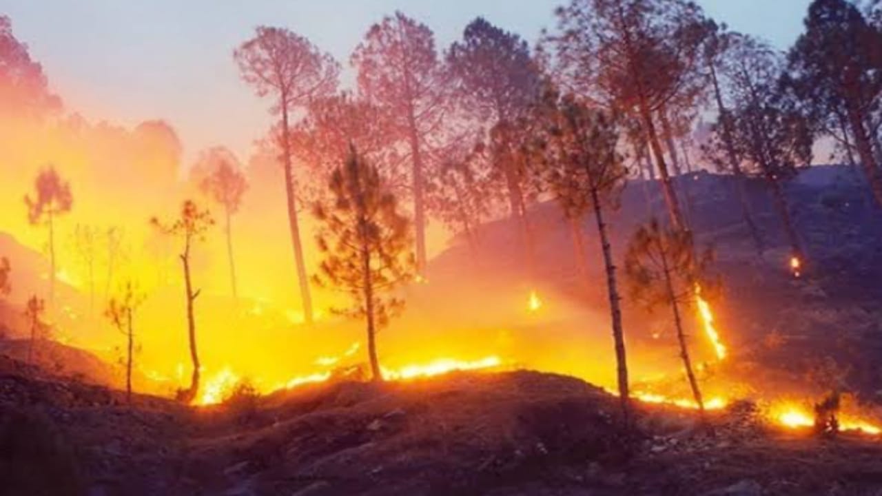Forest fires ravage Uttarakhand: Kedarnath, Nainital hills ablaze ...