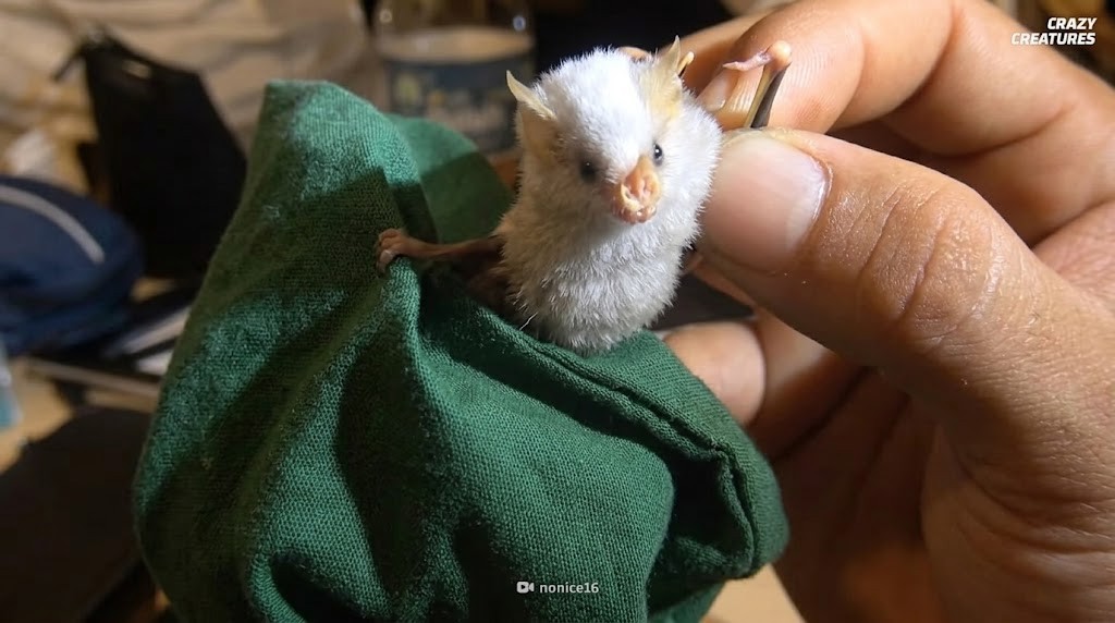 Watch what happens when nature creates a bat that looks like a living ...