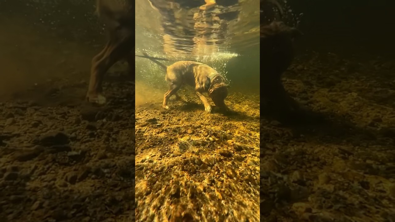 Dogs can actually detect objects underwater