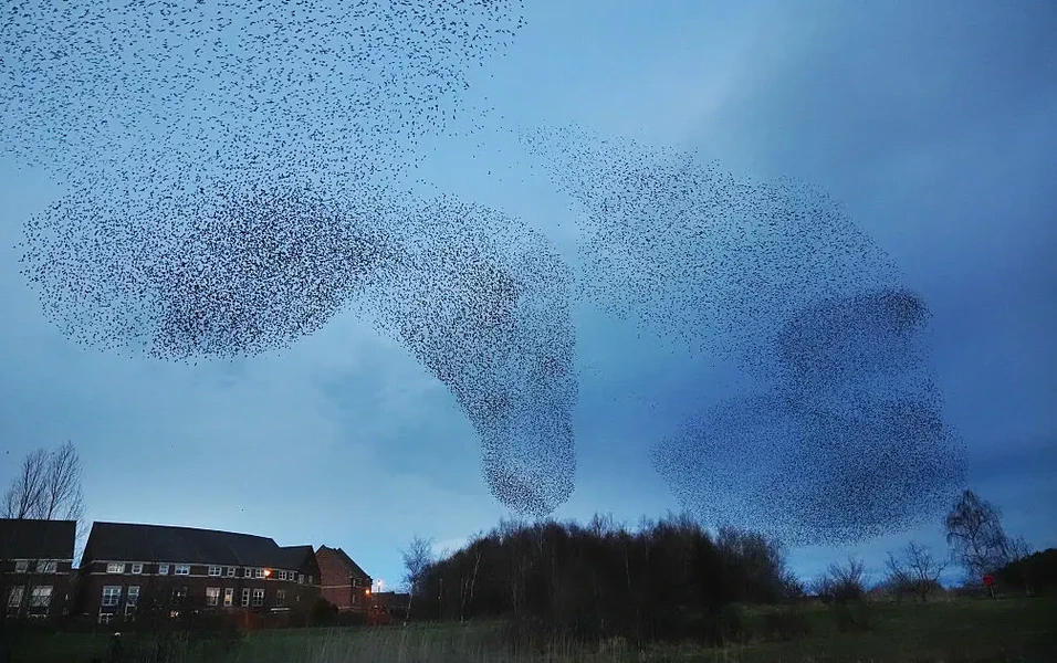 Starling murmurations reveal complex survival and communication patterns