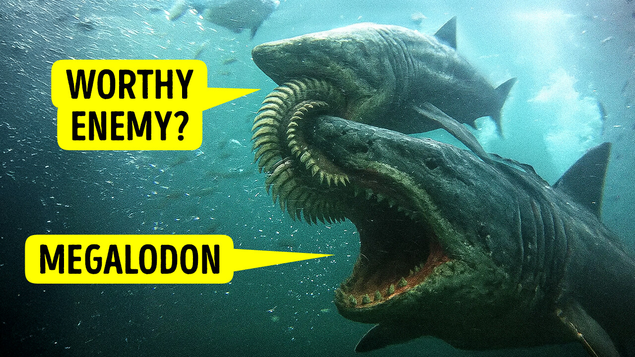 Discovering a giant predator off Australia's shores