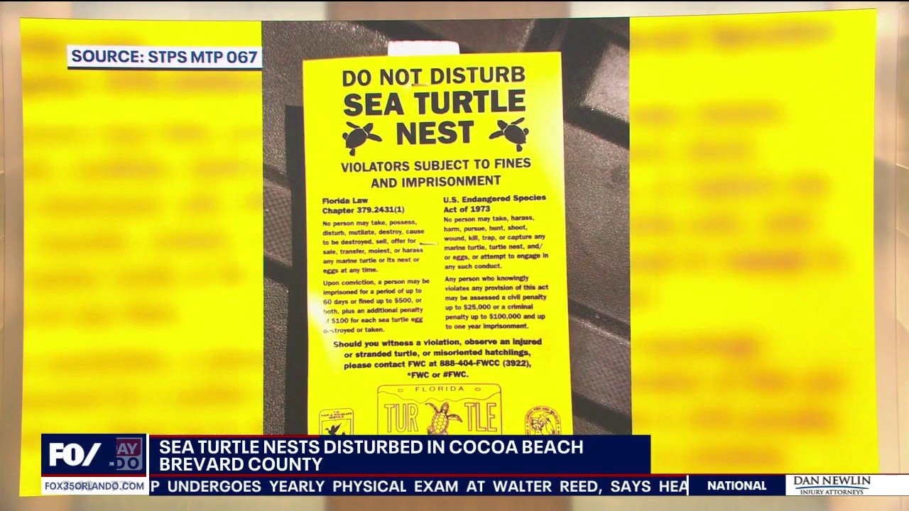 Sea turtle nests disturbed in Cocoa Beach