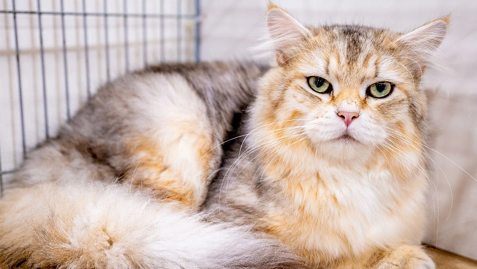 Finding the perfect affectionate cat breed
