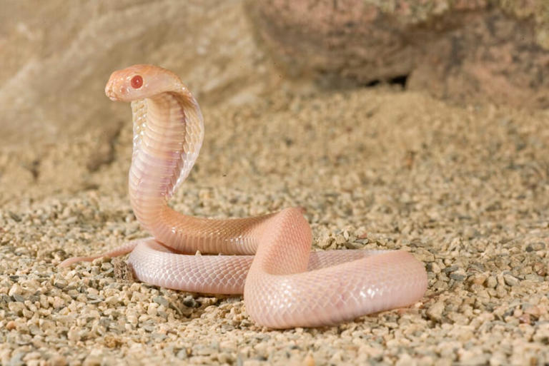 Albino animals are considered outsiders in nature