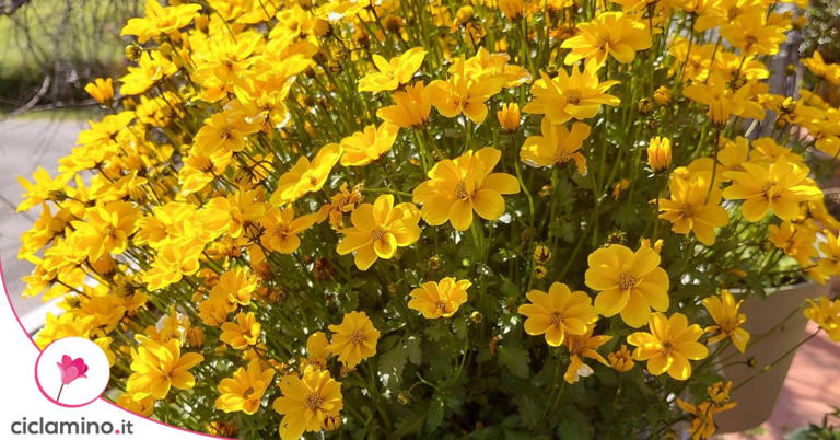 Per una fioritura per tutta l’estate in balcone invece dei gerani ...