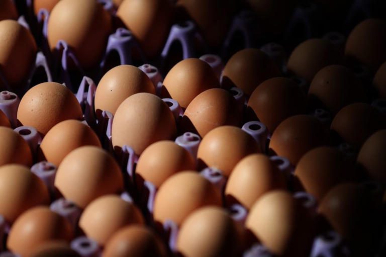 Plans for 32,000-bird egg production site submitted to council