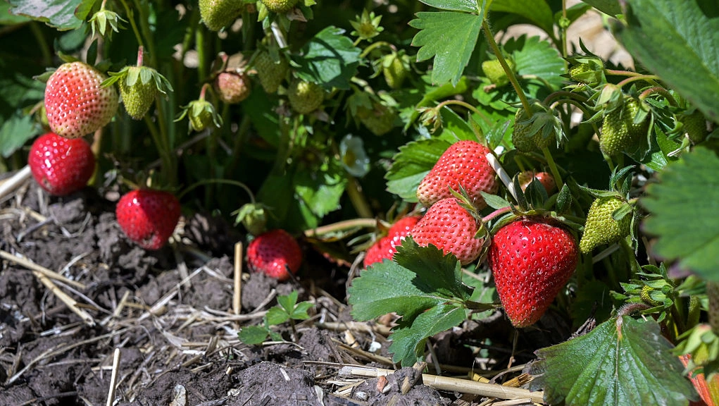 New strawberry desserts bring fresh twists to summer tables
