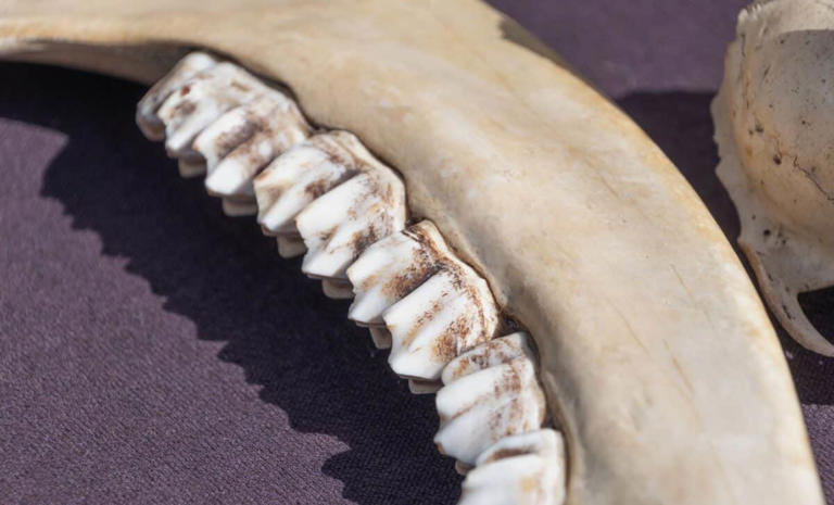 Ancient teeth found in Alaska reveal the Arctic was creating new mammal ...