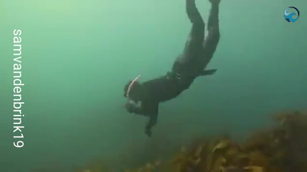 Diver faces off with orca