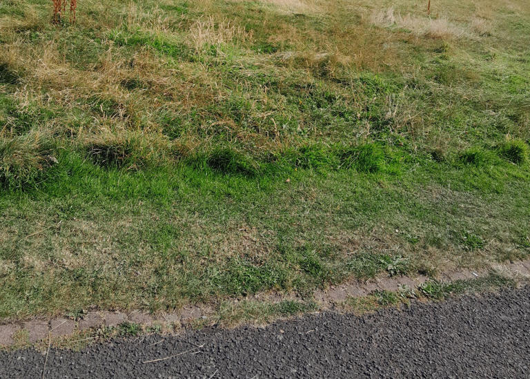 Just 15% of residents back council’s ‘re-wilding’ of Co Antrim park ...