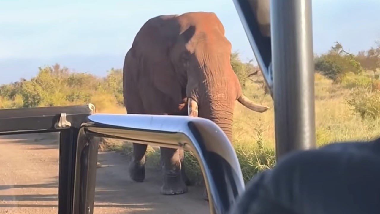 Watch: Elephant approaches Kruger NP safari vehicle, destroys it