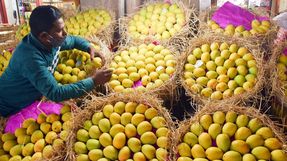 Japan says no to Indian mangoes after 20 yrs. Raises questions about ...