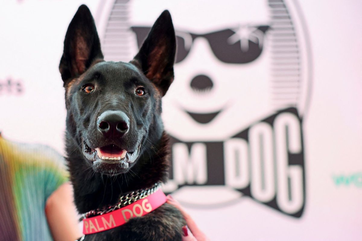 Hund schoss in den USA mit Schrotflinte auf Frau