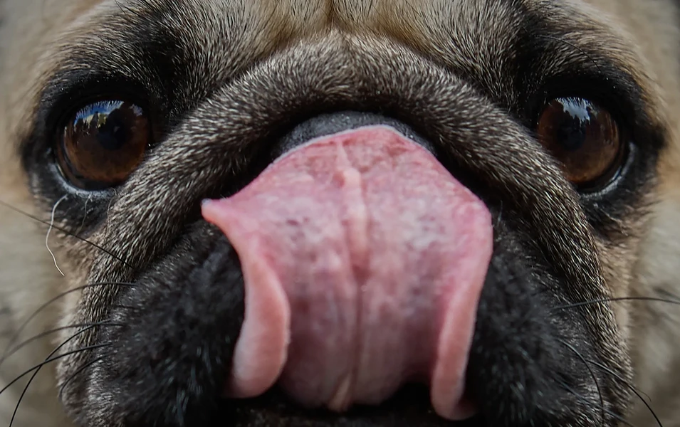 Why your dog won’t stop licking things