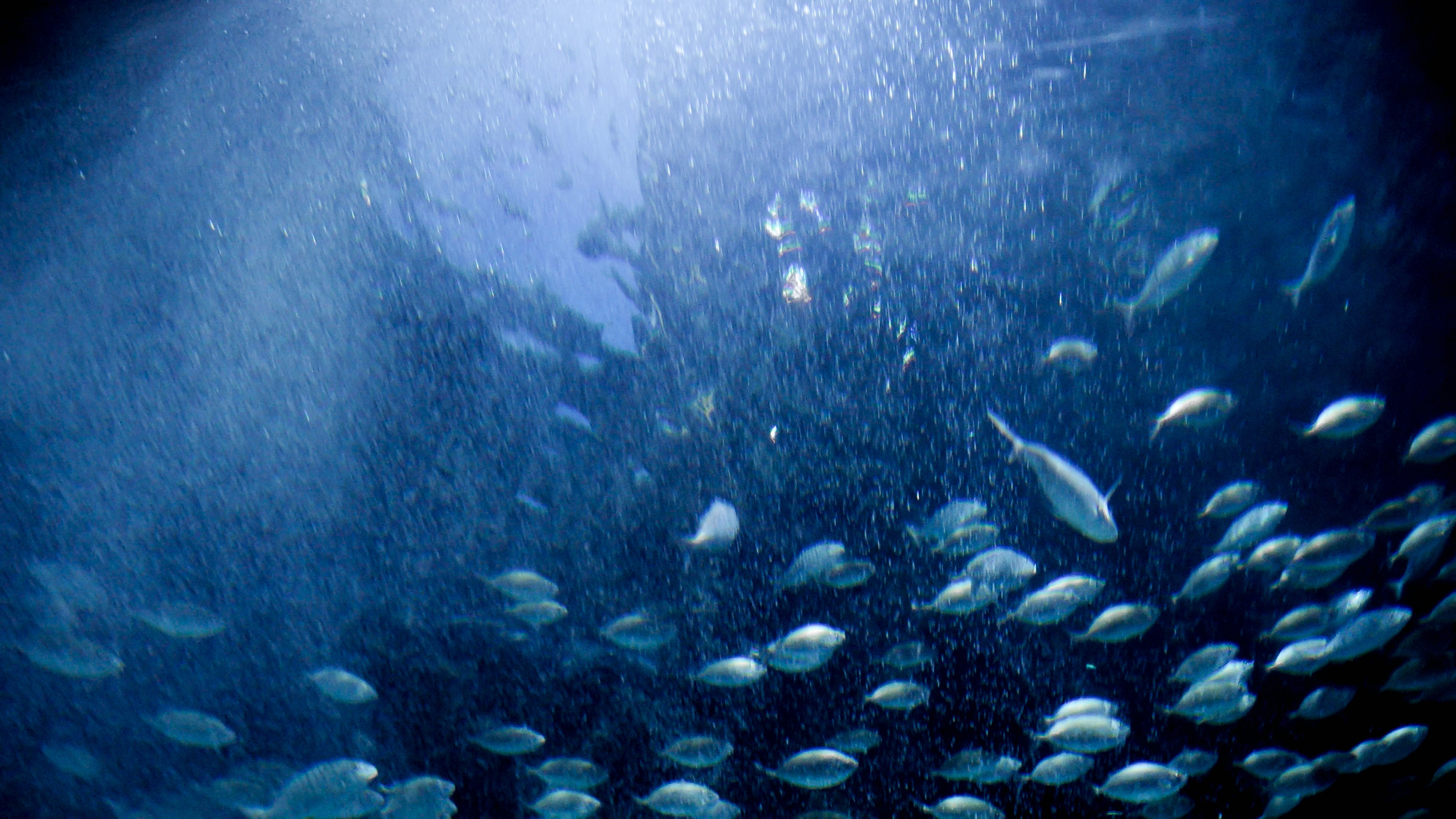 12 creepiest things ever caught on deep sea cameras
