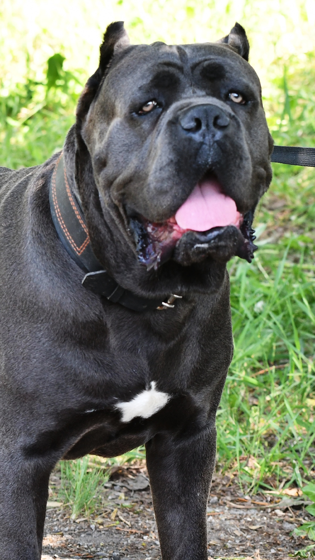 Dog breeds that step up when danger strikes