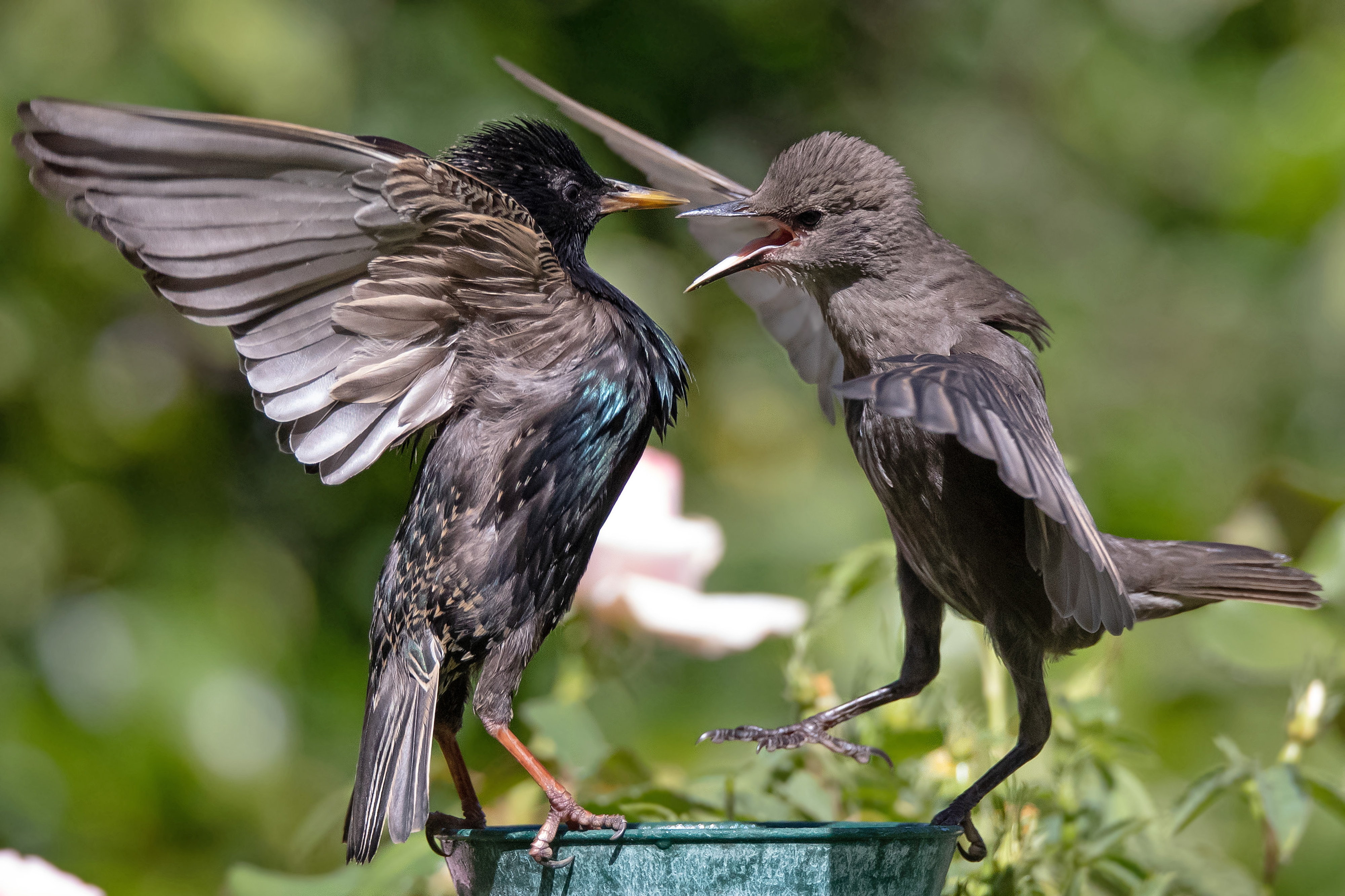 Photographer captures dramatic starling battles in his garden