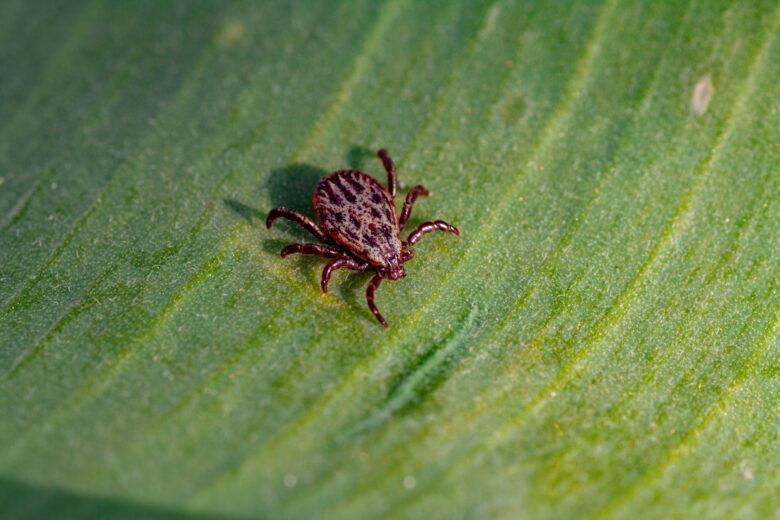 11 summer lawn pests & how to get rid of them