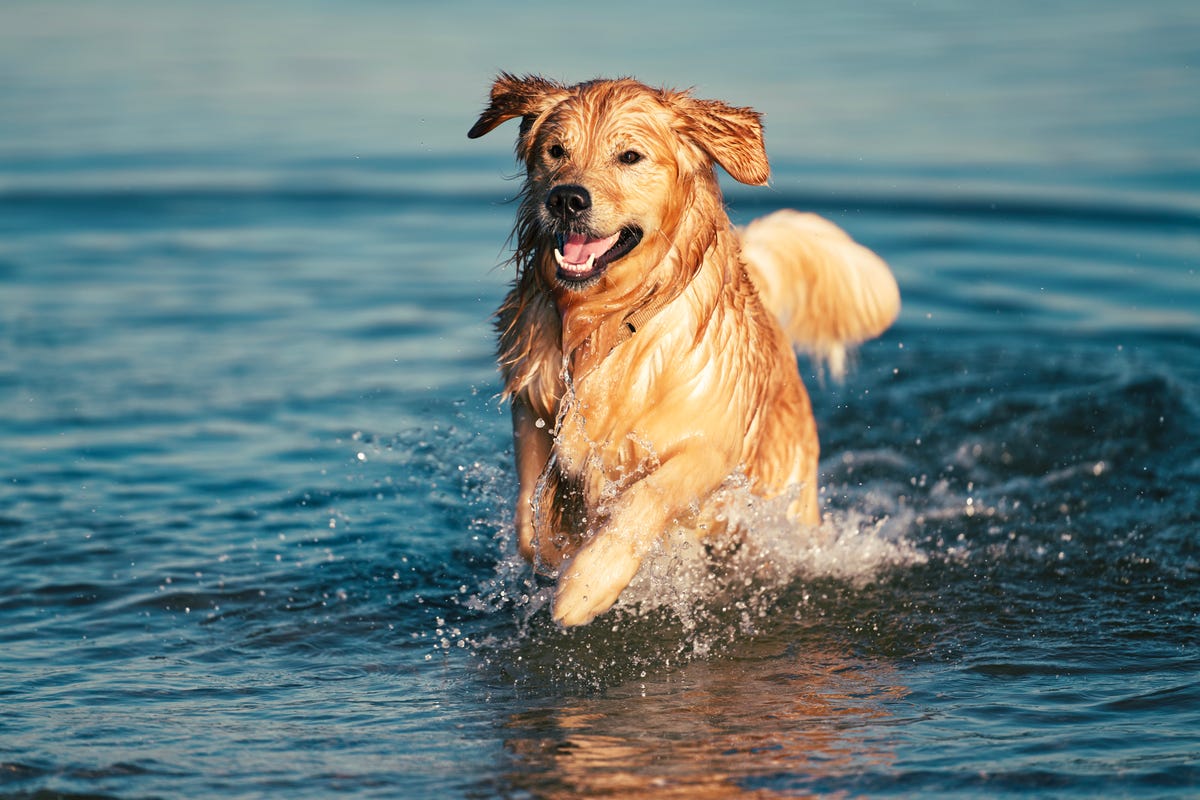 11 water-loving dog breeds for families who love to swim
