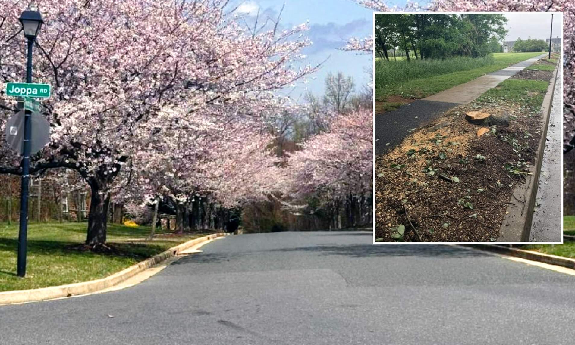 Quaint suburb in Maryland is rocked after their beloved cherry blossom ...