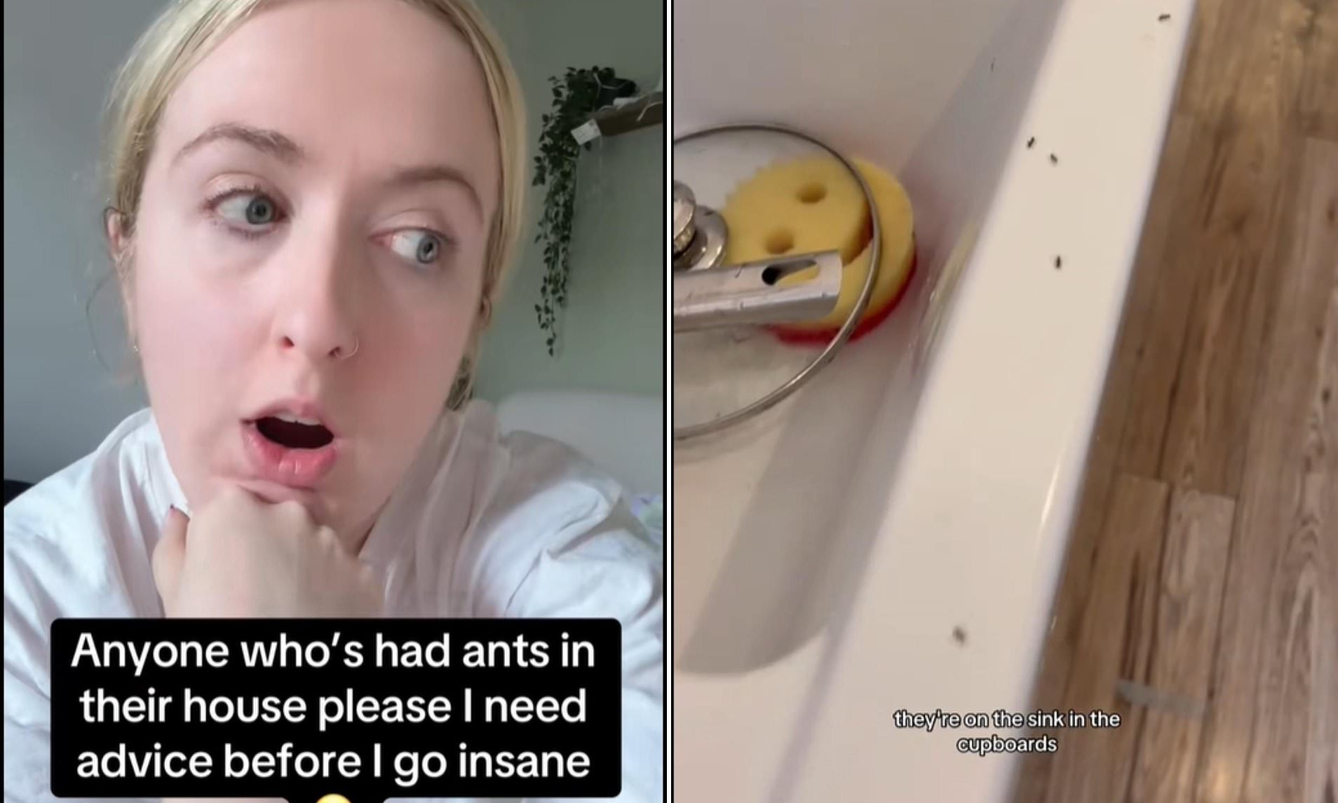 Amid surge in ant infestations, experts reveal the cheap kitchen ...