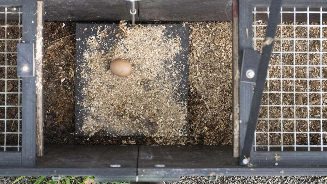 Labour review of magpie traps sparks rural backlash