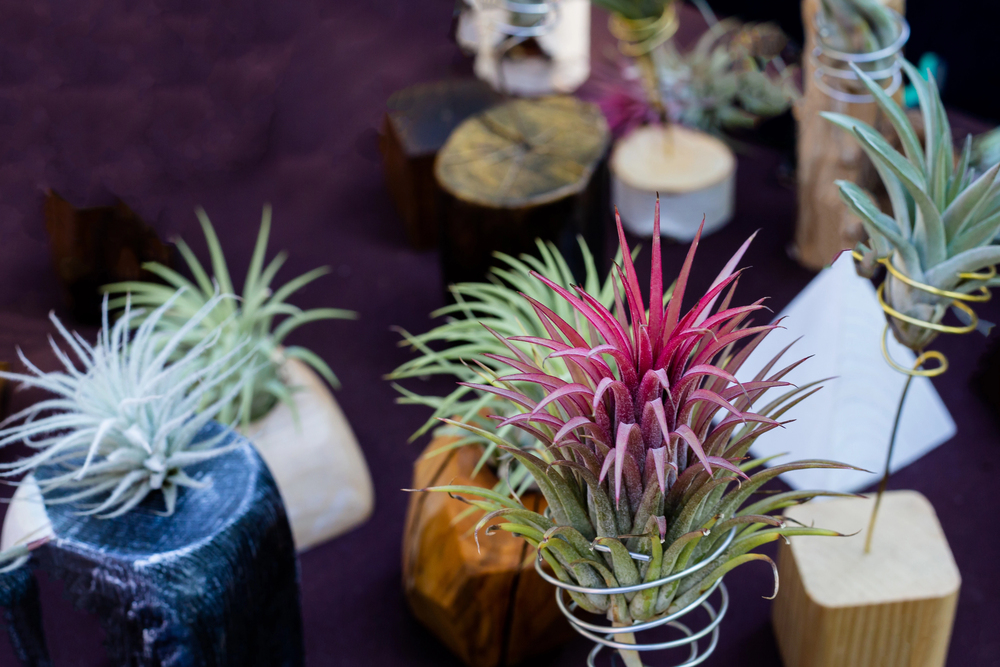 20 neglect-proof exotic houseplants for busy or forgetful owners