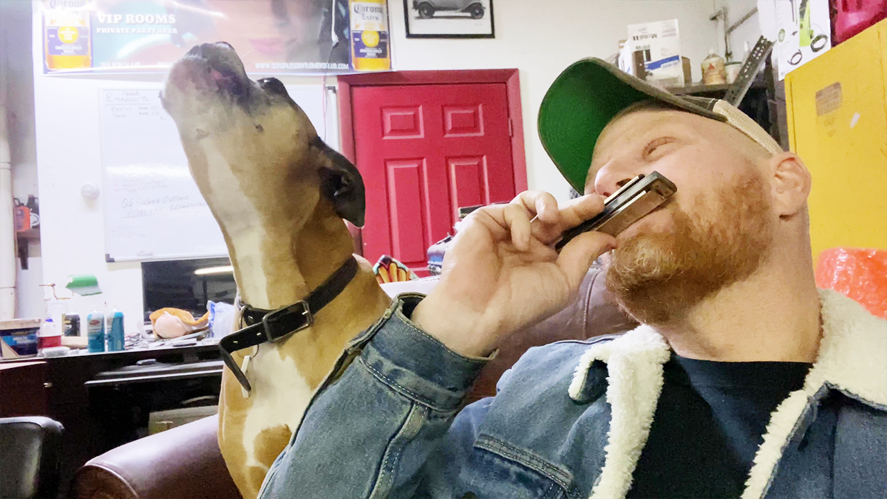 'Melodious pup sings along to the tune of harmonica'