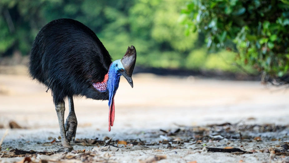 Cassowary casques found to glow under UV light
