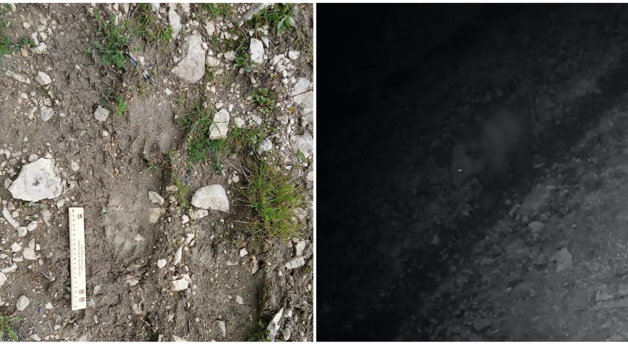 L'orso bruno torna nel Parco Regionale dei Monti Simbruini: l'incontro ...