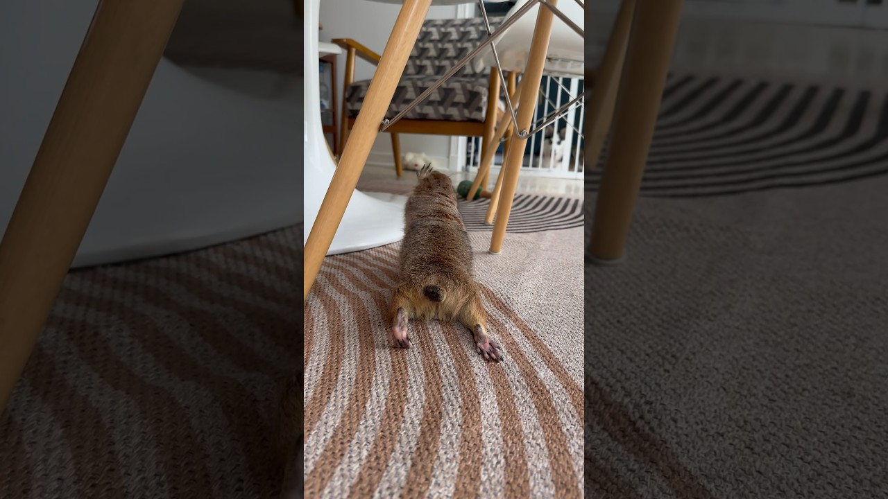 This prairie dog’s yoga routine has a funny surprise