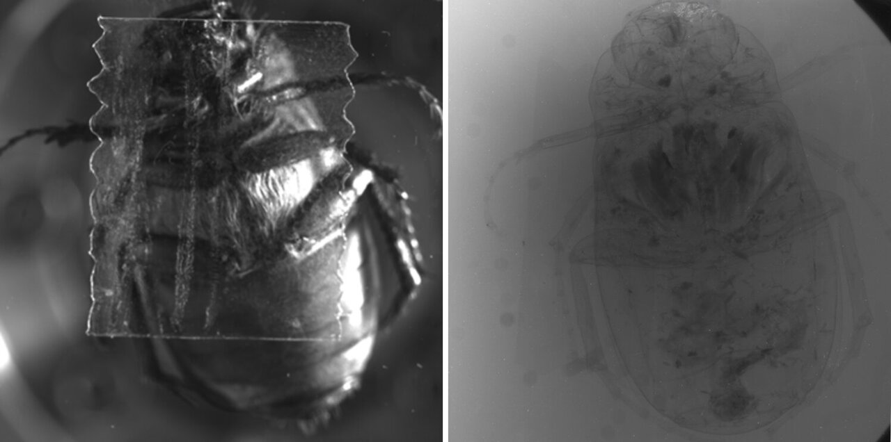 Moldable glass screen sharpens X-rays while cutting radiation, even ...