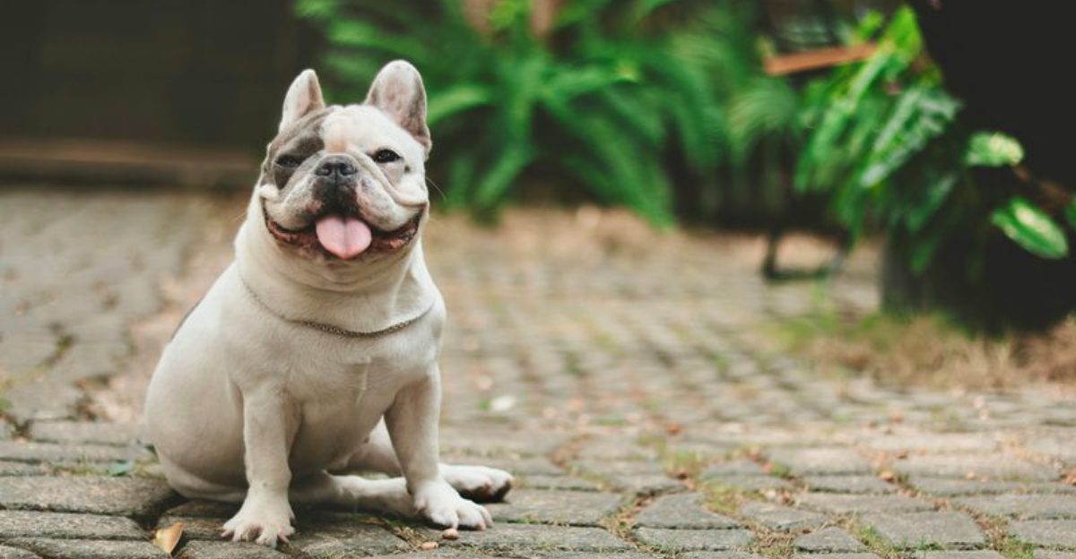 11 dog breeds owners praise constantly while quietly struggling with ...