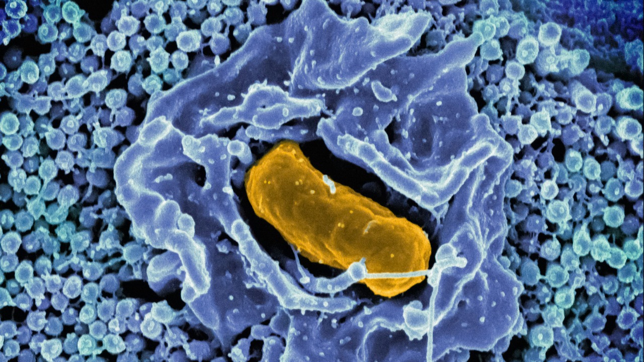 Scientists just cracked why older cells quietly lose their energy ...