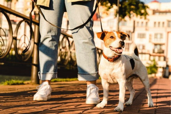 Chichester named best UK city for dog walking