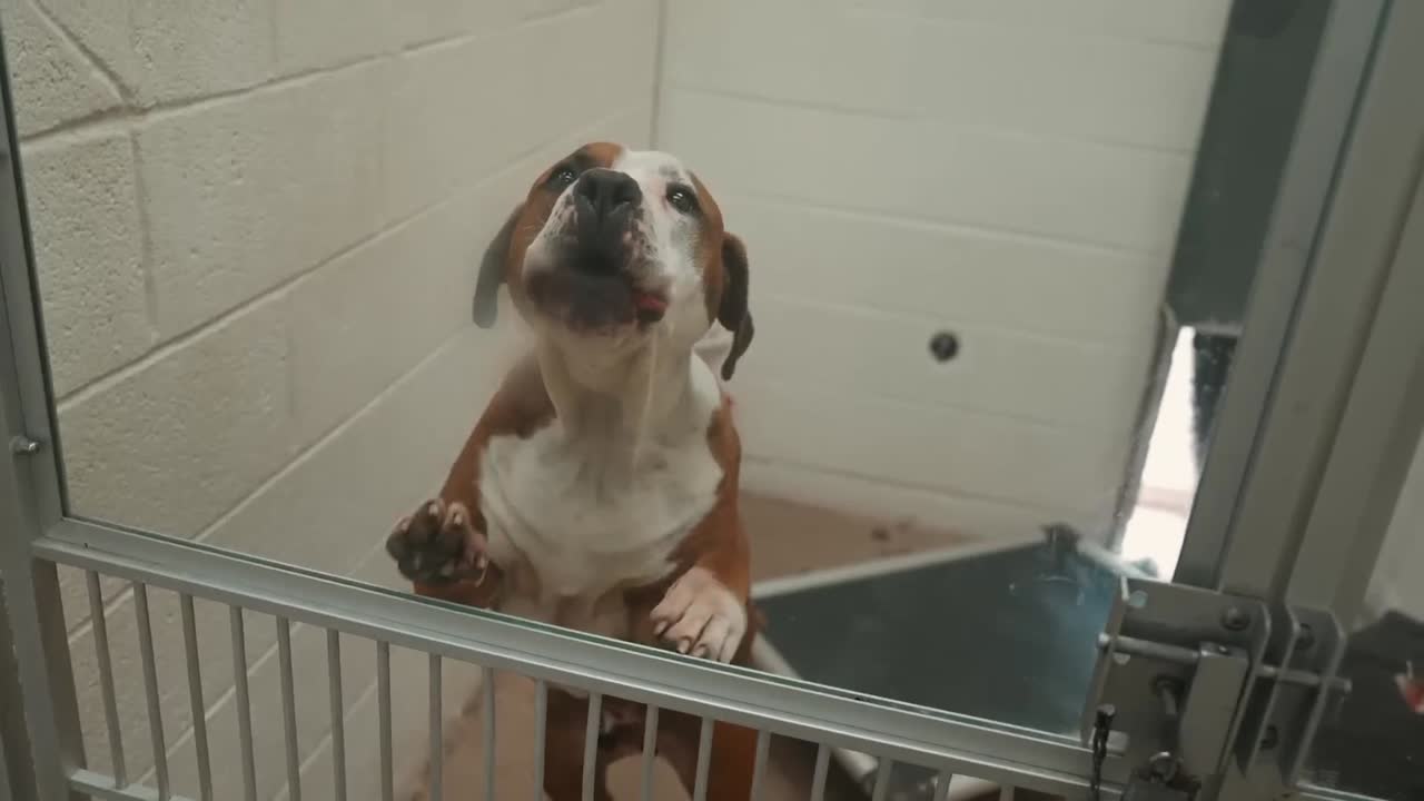 Shelter visit turns emotional as dozens of dogs get a path to new homes