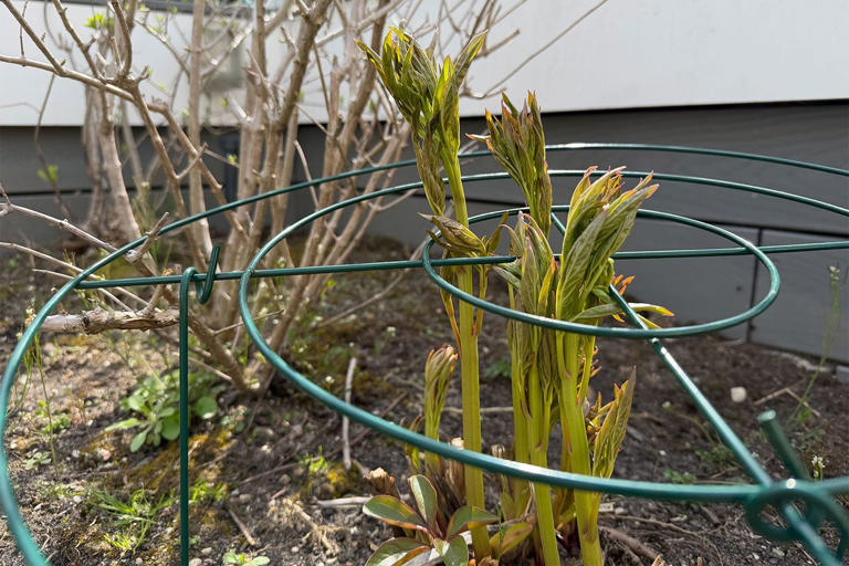 Tired of floppy flowers? These 15 affordable garden finds fix the ...