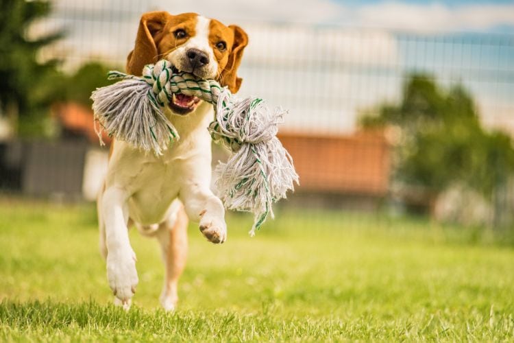9 essential tips for pet-friendly RV adventures: The ultimate road trip ...