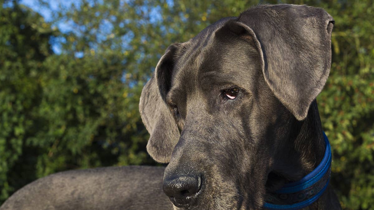The 7 hilarious (and expensive) realities of living with a Great Dane