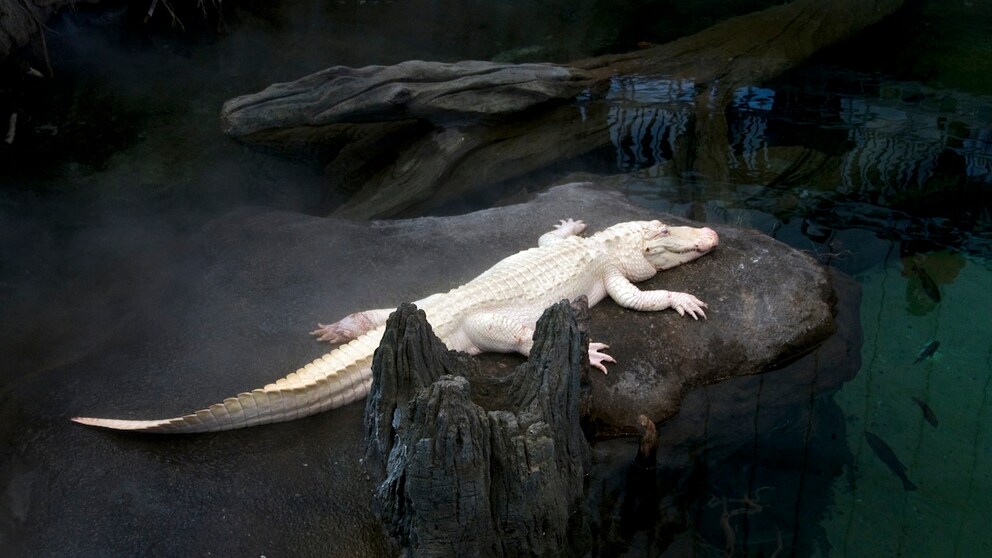 Albino animals are considered outsiders in nature