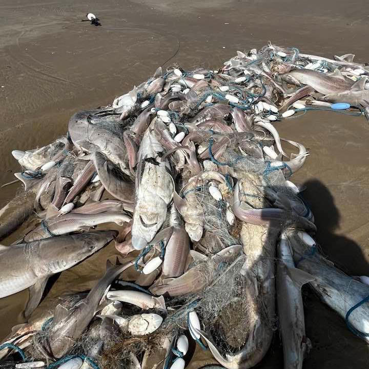 Hundreds of dead sharks found washed up on beaches