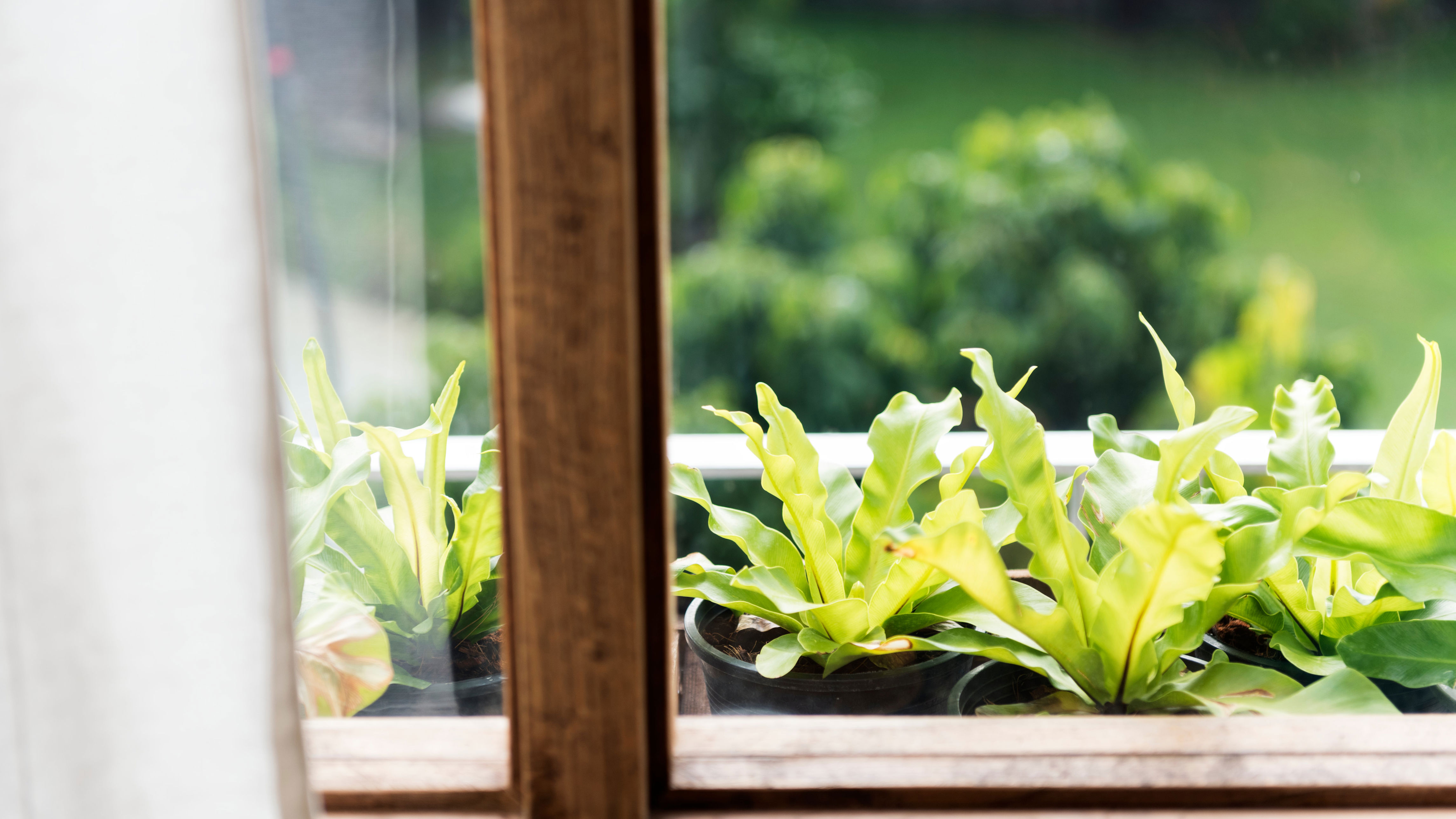 Esta planta se coloca en el alféizar de la ventana de la cocina y ...