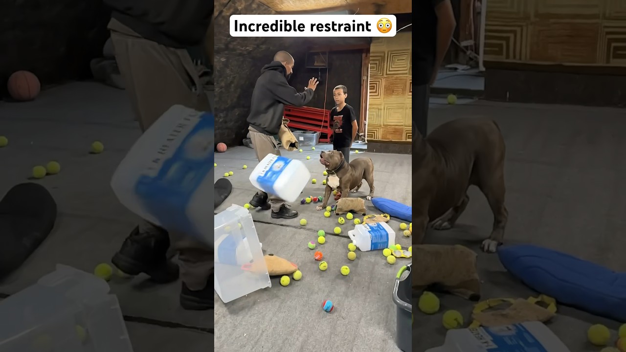 This pitbull shows extreme restraint while protecting a child