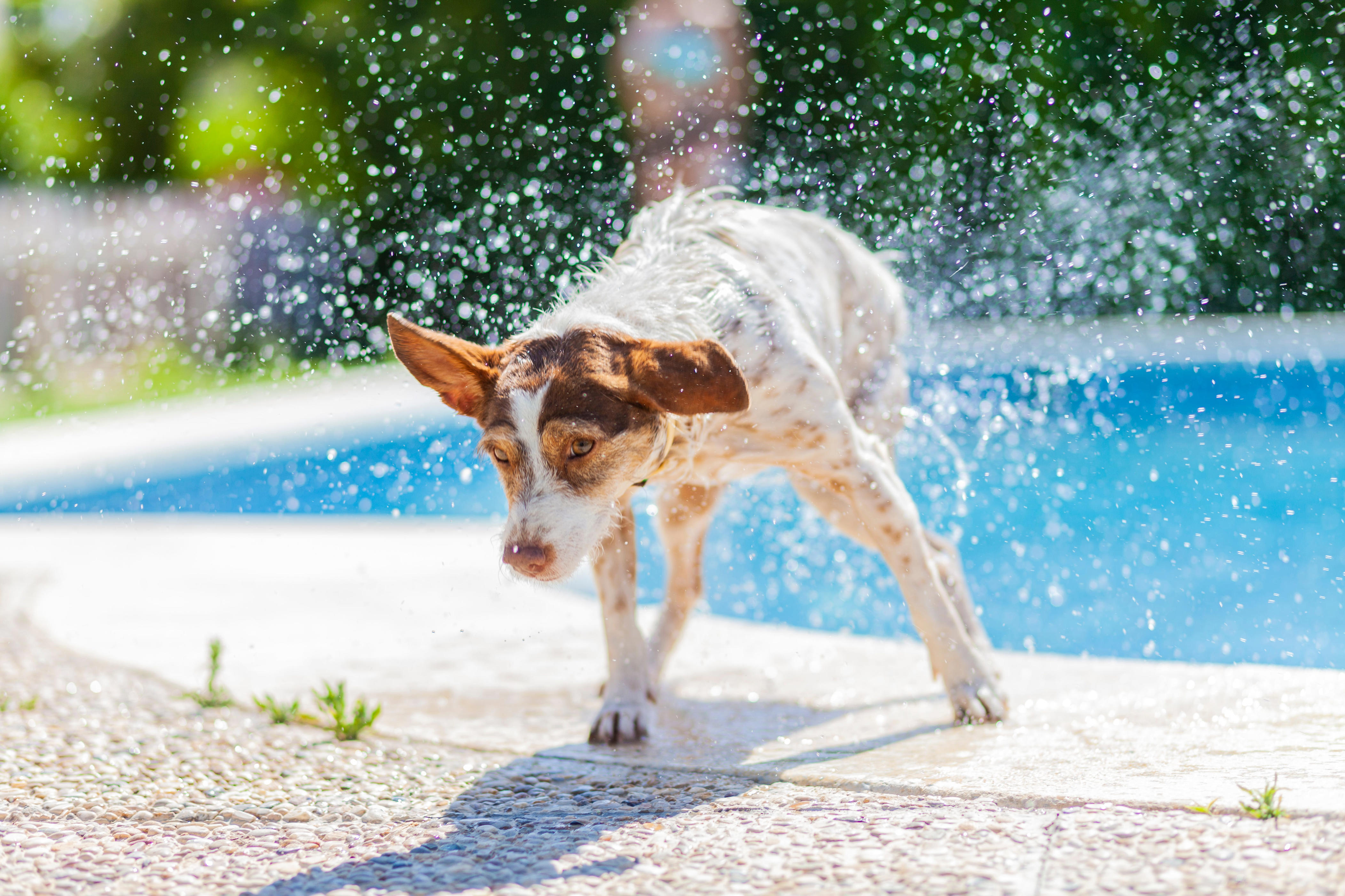 11 water-loving dog breeds for families who love to swim