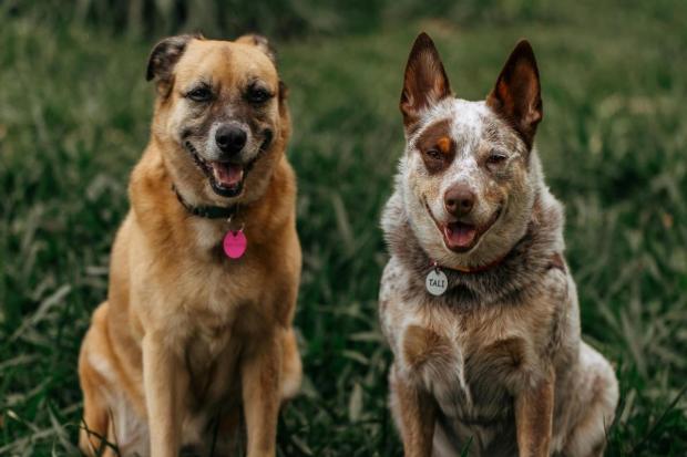 New dog grooming spa set to open in Cowes garden