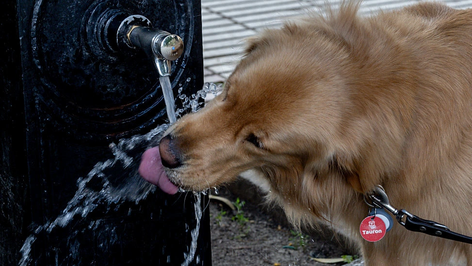 Experts warn UK dog owners of deadly bank holiday heat risks
